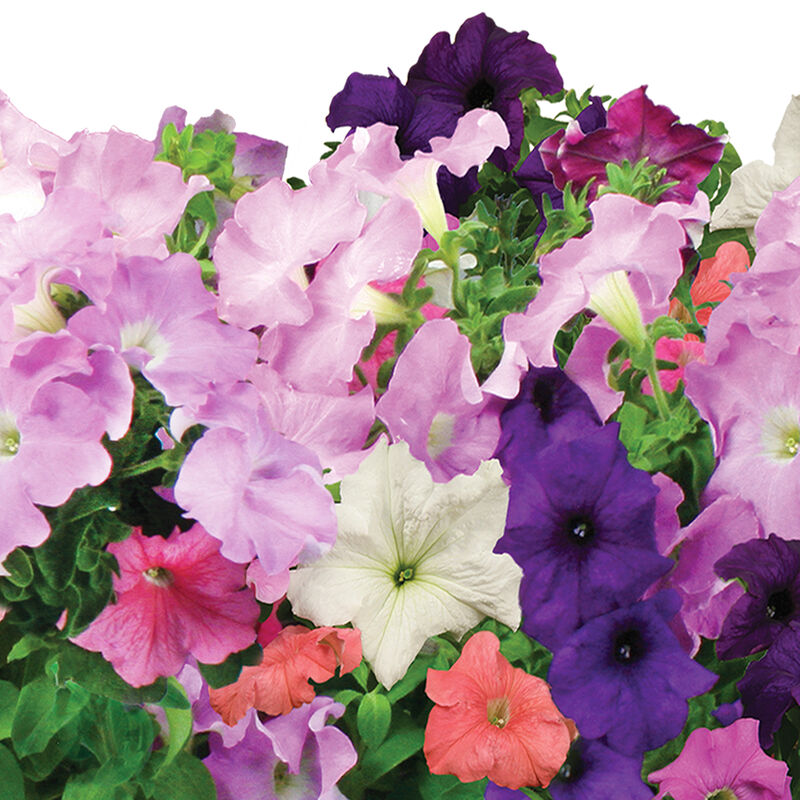 Cascading Petunias Seed Pod Kit