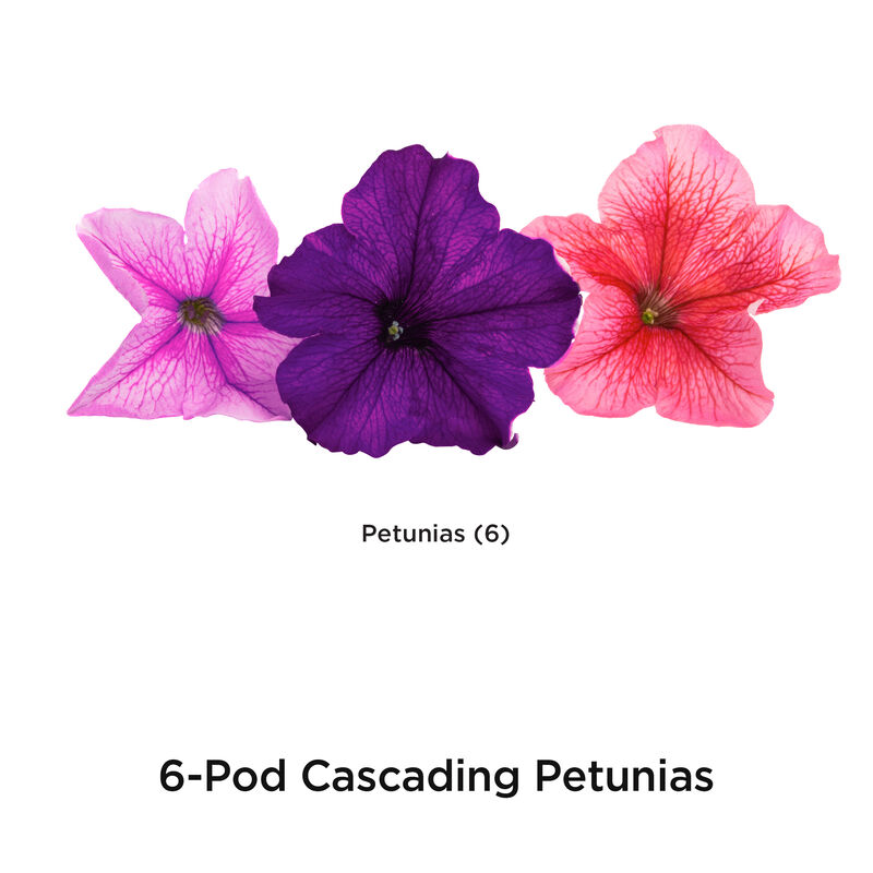 Cascading Petunias Seed Pod Kit