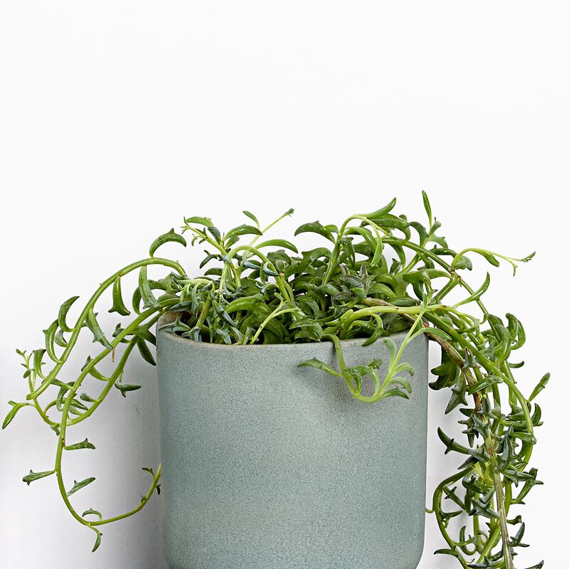 Buy String of Bananas Plant for Sale Online | Greendigs