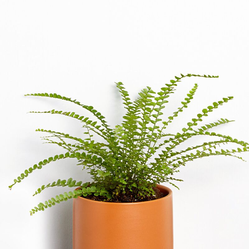 Buy Button Fern Plant for Sale Online | Greendigs