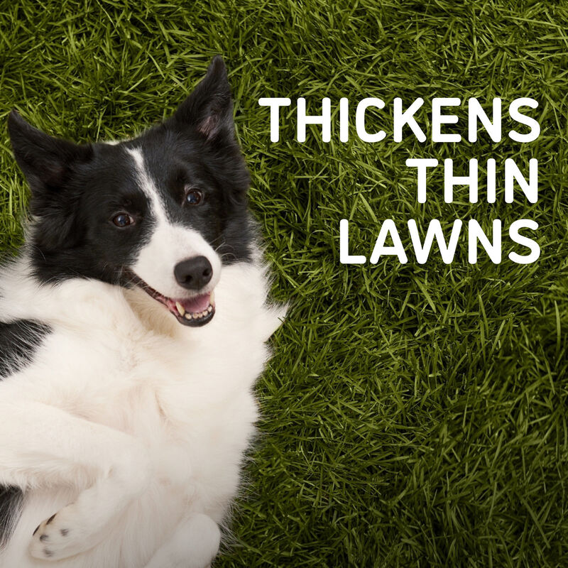 BarkYard™ Good Boy™ Tall Fescue